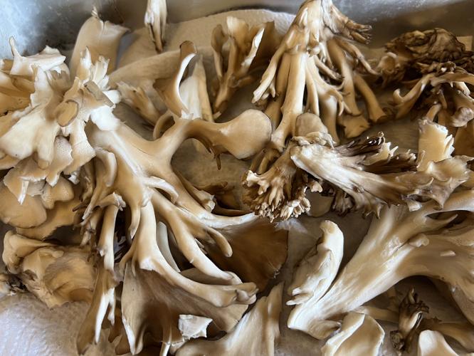 Gourmets & Good Eaters: Branching Out From Button Mushrooms | Columns ...