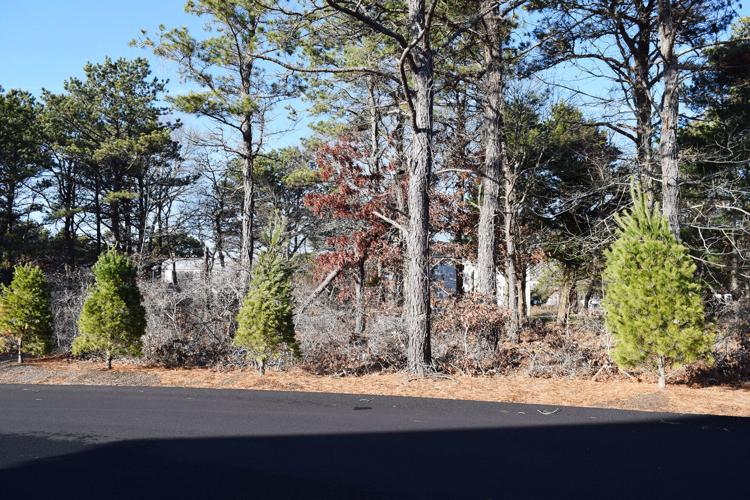 Mashpee Resident Successfully Appeals Building Commissioner's Decision ...