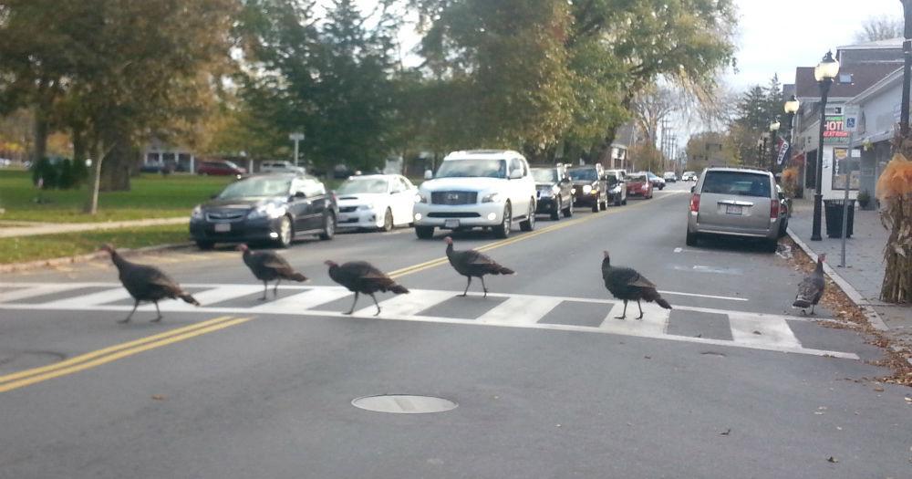 Wild Turkeys A Common Sight In Falmouth As Thanksgiving Approaches ...