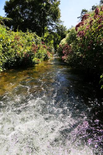 Mashpee River Records Highest Yearly Herring Count | Mashpee News ...