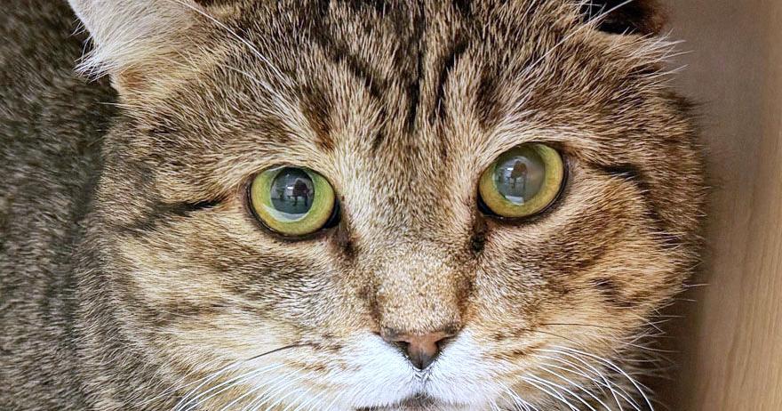 People for Cats - June 19, 2026 | Columns | capenews.net