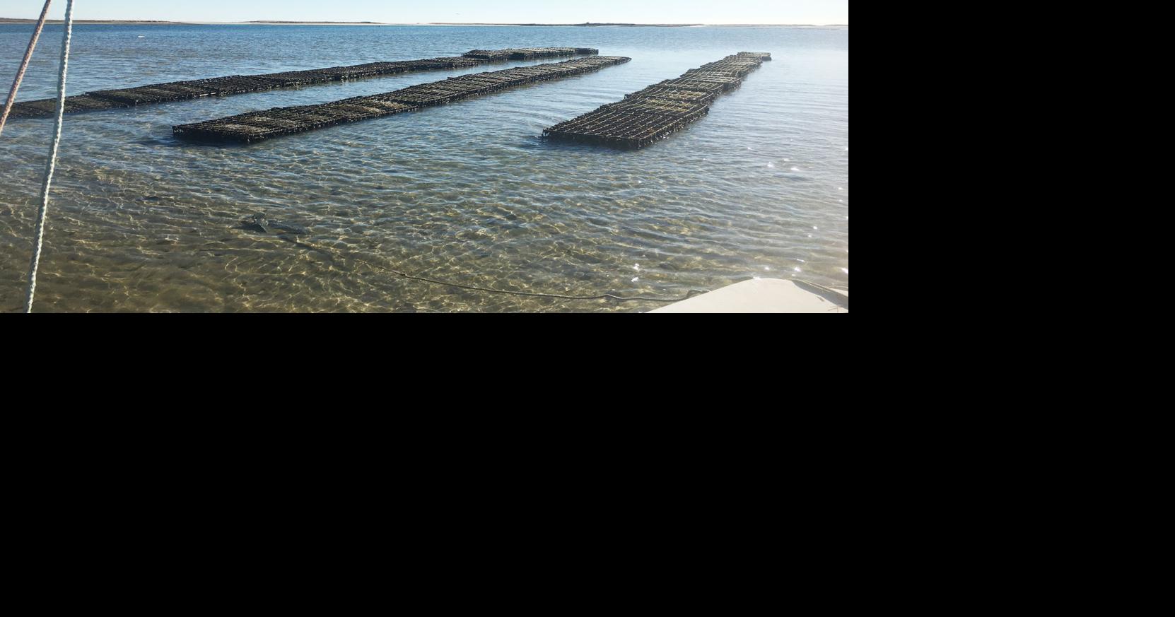 Thatch Island Oysters Growing For Upcoming Season | Mashpee News ...