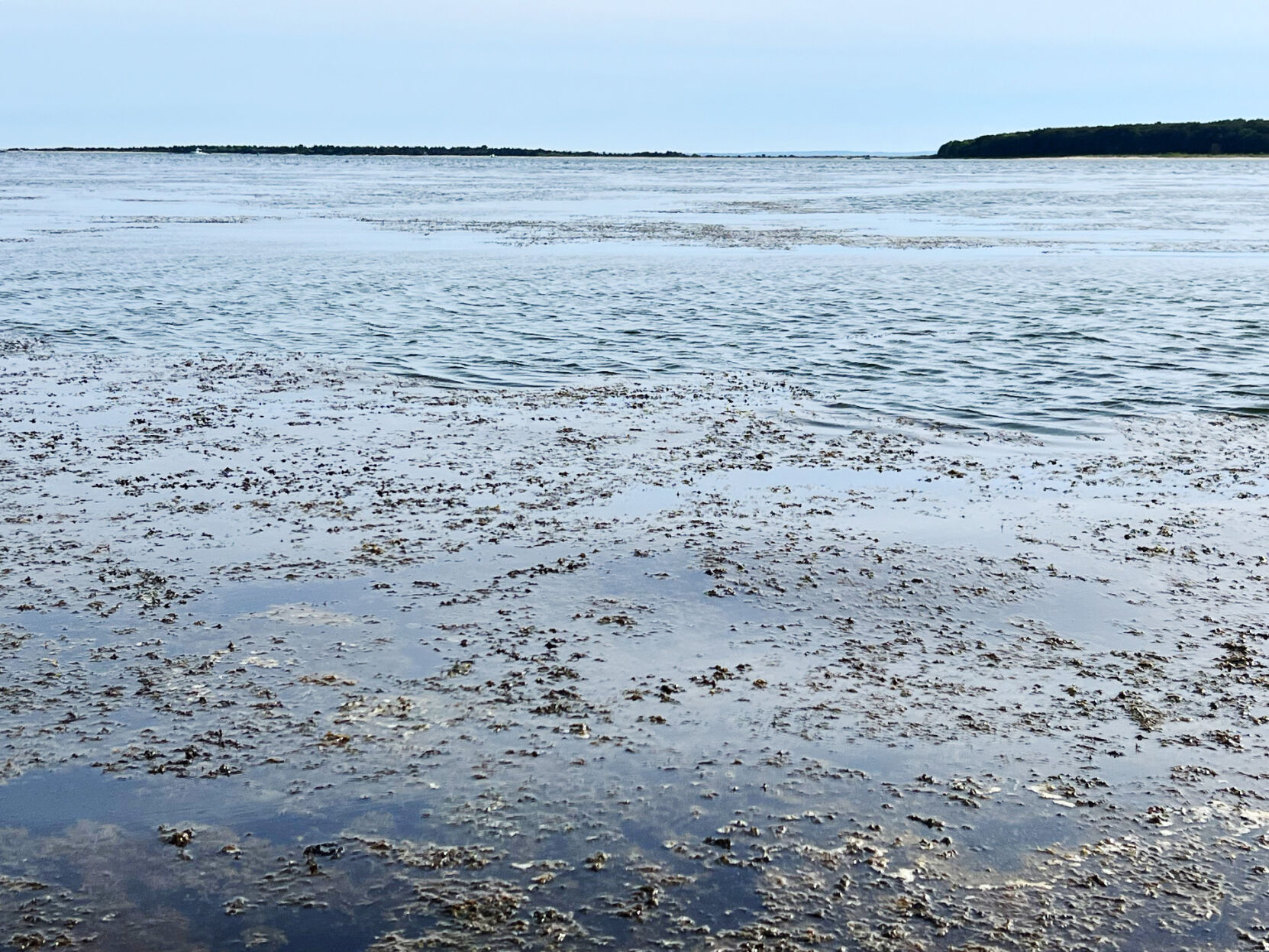 Champions Of Waquoit Bay Show Up In Force To Discuss Algal Mats ...