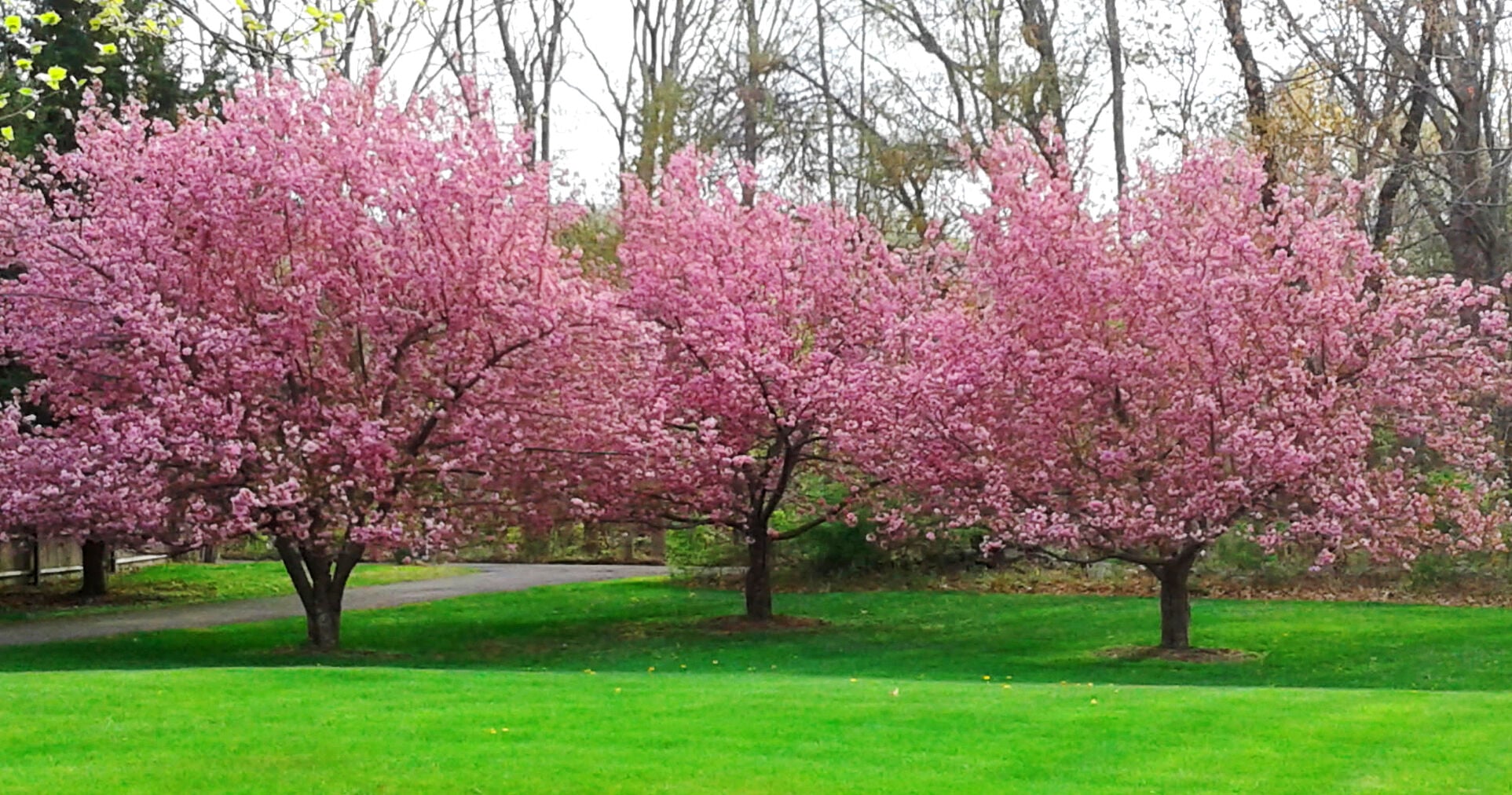 Falmouth Gets Gardening: Small Flowering Trees For The Cape Cod Garden ...