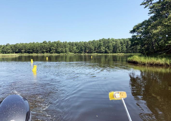 Mashpee’s Oysters Rescued From Oxygen-Starved Mashpee River | Mashpee ...