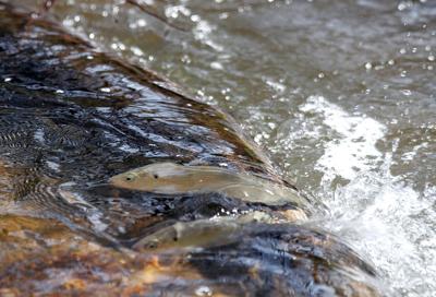 Spring Herring Are On The Run | Columns | capenews.net