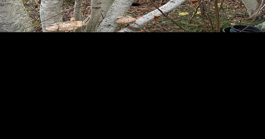 Different Ways To Gather Together | Columns | capenews.net