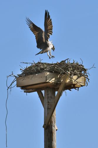 Tales From Granny Squannit: Mr. Carson & Rachel, Osprey Warriors ...