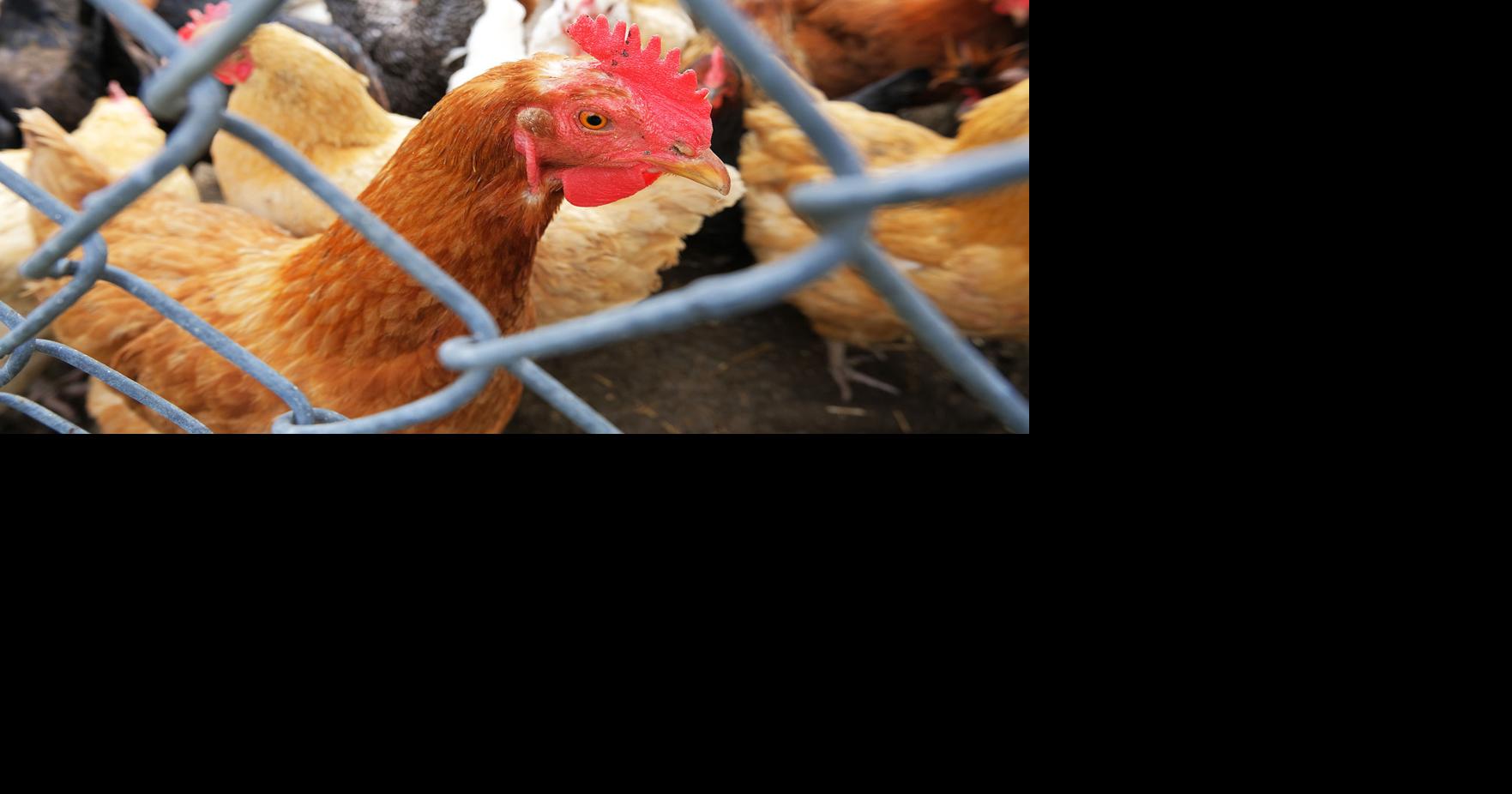 Agricultural Commission Seeks Responses On Proposed Poultry Regulations ...