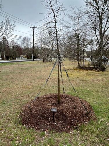 Recreating The Tree Canopy Through Donations | Columns | capenews.net