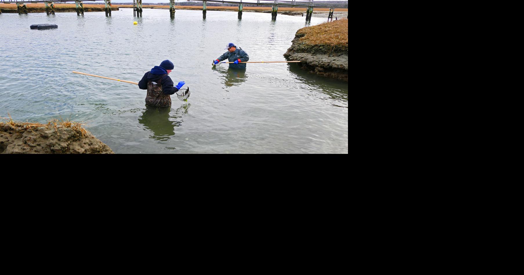 Sandwich Hopes To Open Shellfish Beds In 10 Days | Sandwich News ...