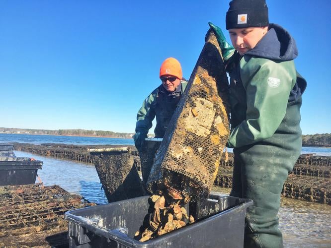 7,000 Oysters: A First-Person View Of Mashpee's Shellfish Operation ...