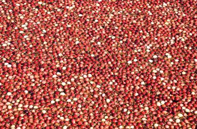 Granny Squannit: As Promised - Sasumuneash Recipes | Columns | capenews.net