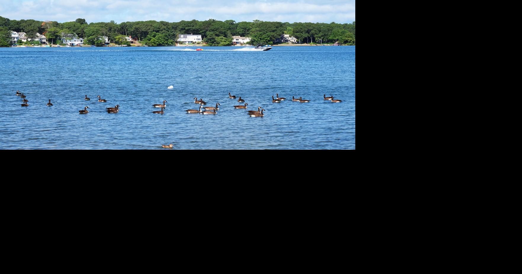 Second Round Of Milfoil Treatment Completed In Johns Pond In Mashpee ...