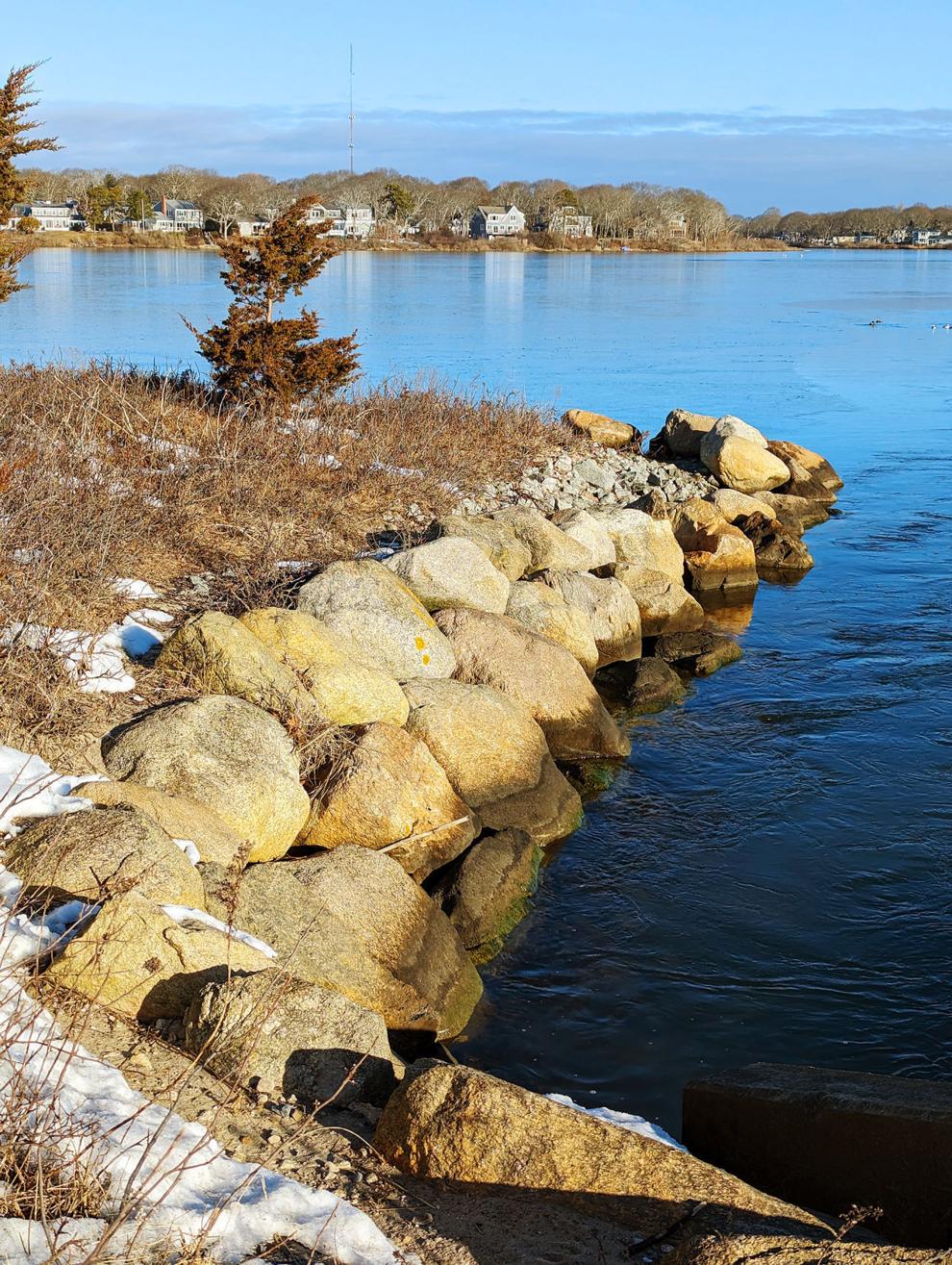 Little Pond Leads The Way As Falmouth Maps Out Nitrogen Reduction Plans ...