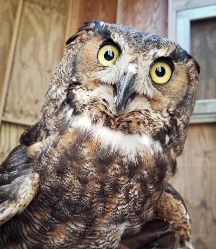 Raptors & Reptiles Show Coming To Natural History Museum | Arts ...