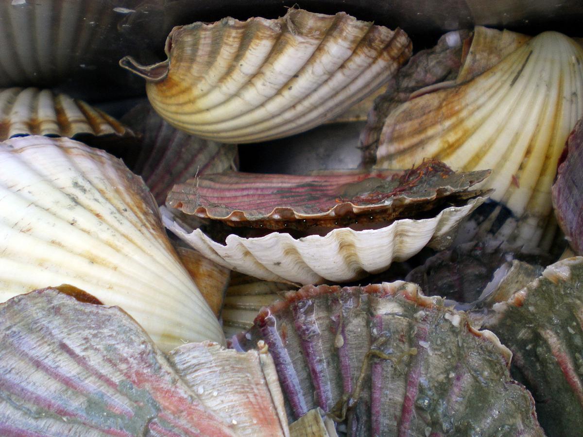 Scallop Season Opens; Abundance Doubted | Mashpee News | capenews.net