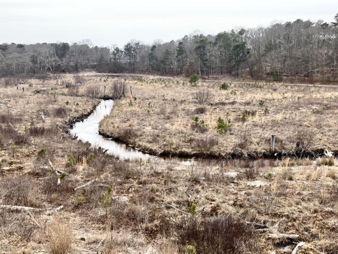 Tales From Granny Squannit: Drumbeats To Honor Our Precious Herring ...