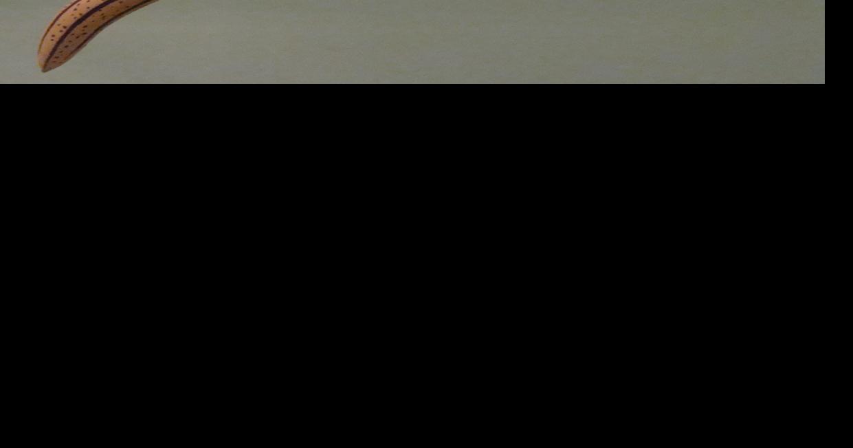 Toxic Invasive Worm Species Found On The Upper Cape | Sandwich News ...