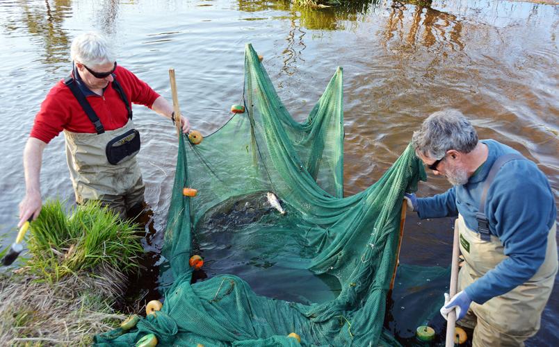 Coonamessett River Tagging Project Tracks Herring Up The River ...
