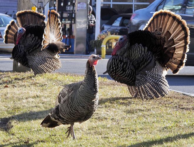 Downtown Turkey Occupation Ends…For Now | Falmouth News | capenews.net