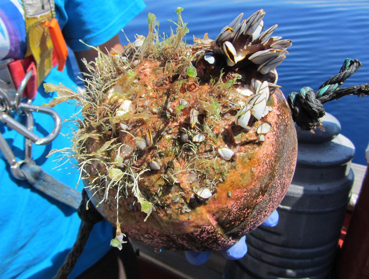 Scientists From Woods Hole Study 'The Plastisphere' | Falmouth Science ...