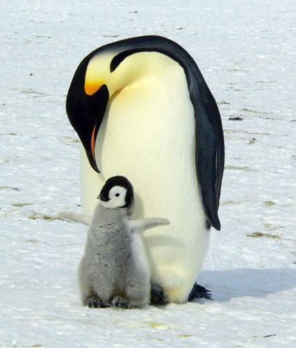 Natural History Museum Will Screen ‘March of the Penguins’ | Arts ...