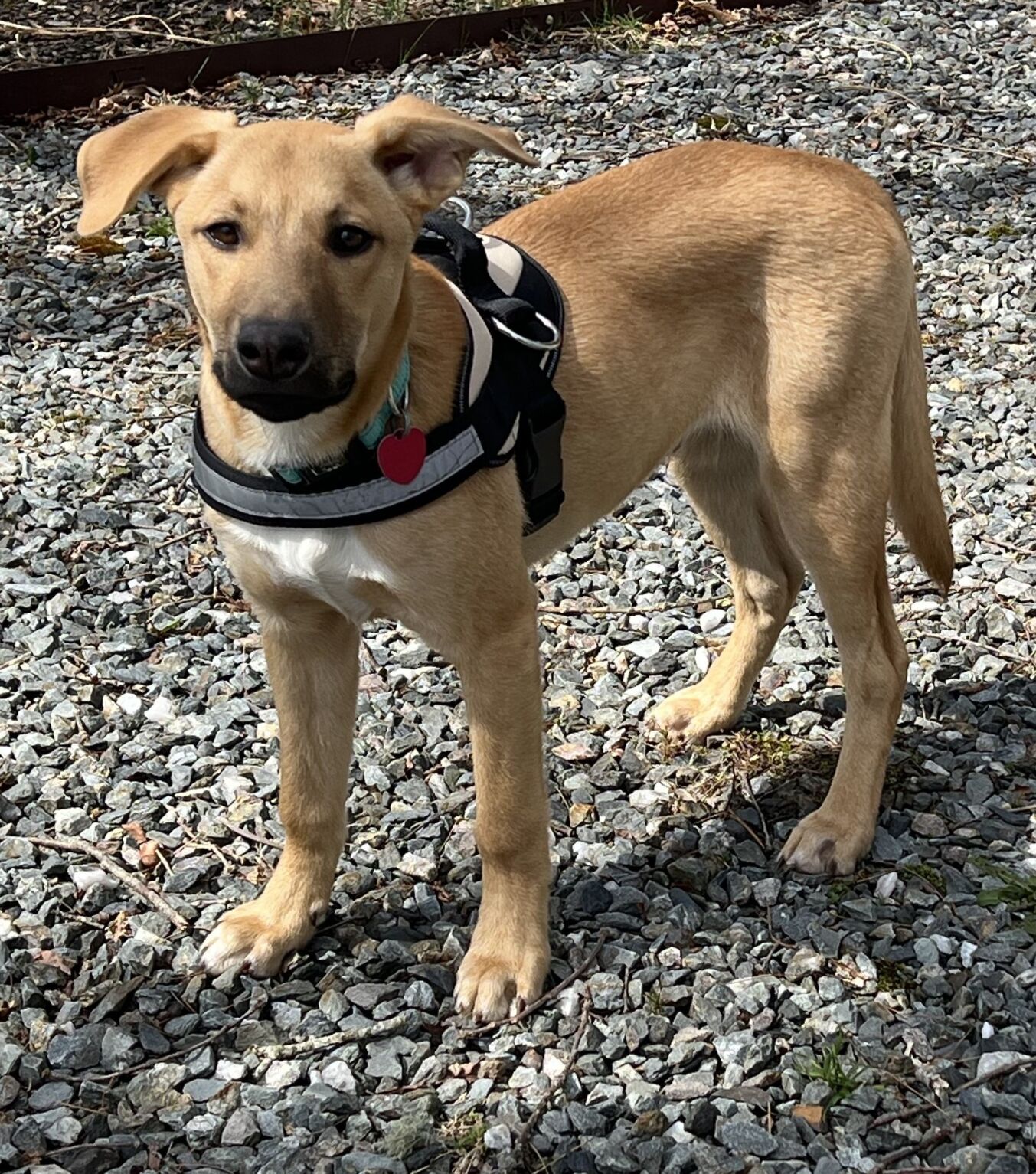 Friends of Falmouth Dogs - May 16, 2025 | Falmouth Columns | capenews.net
