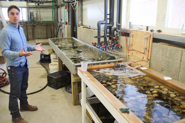 Shellfish Hatchery Provides Seed To Mashpee, Other Cape Towns | Mashpee ...