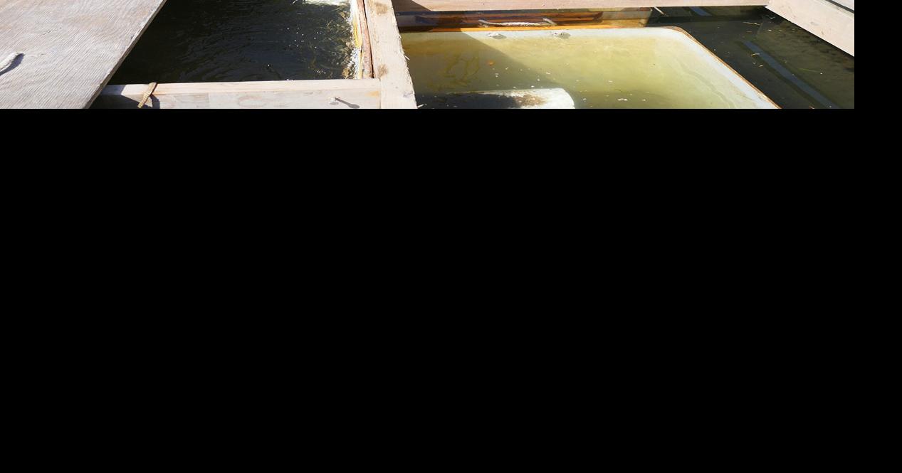 Board Approves Floating Shellfish Upweller Projects In Bourne | Bourne ...