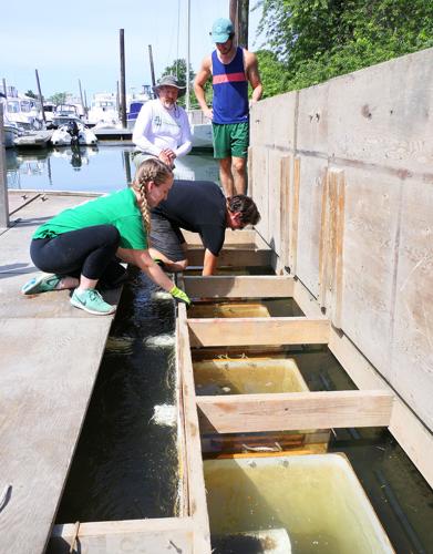 Board Approves Floating Shellfish Upweller Projects In Bourne | Bourne ...