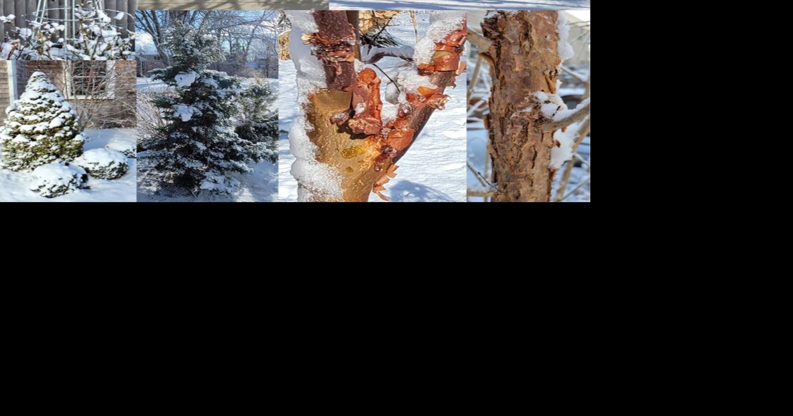 Falmouth Gets Gardening: Gems Of The Winter Garden | Falmouth Columns ...