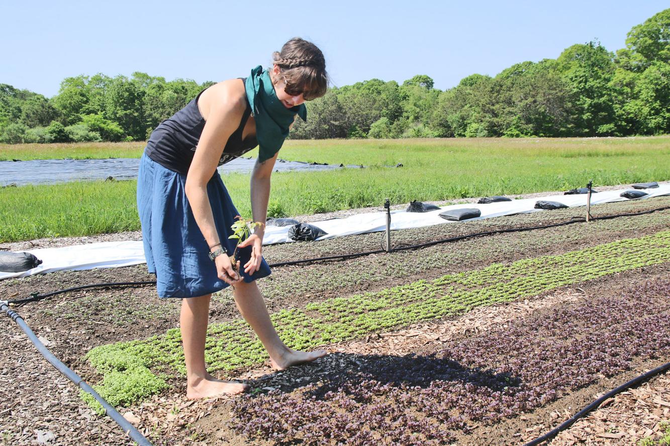 Farming With Honor: Falmouth Farmer Receives Veteran Fellowship Fund ...
