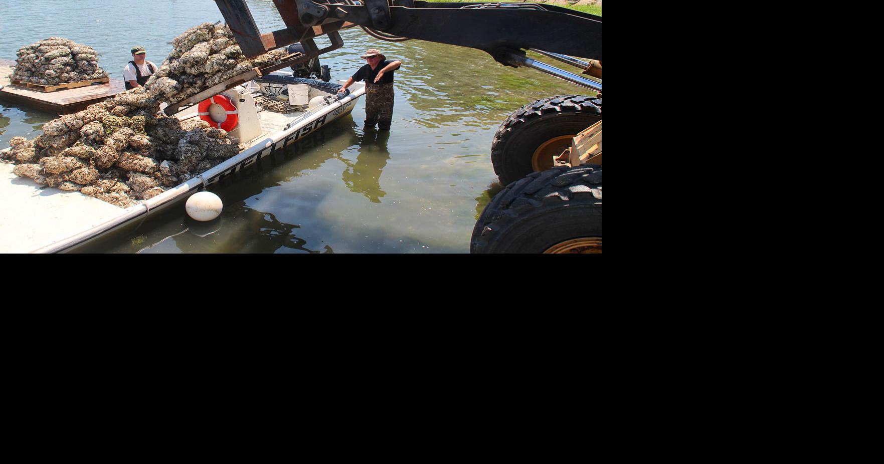 Research: Shellfish Are Helping To Clean Mashpee Estuaries | Mashpee ...