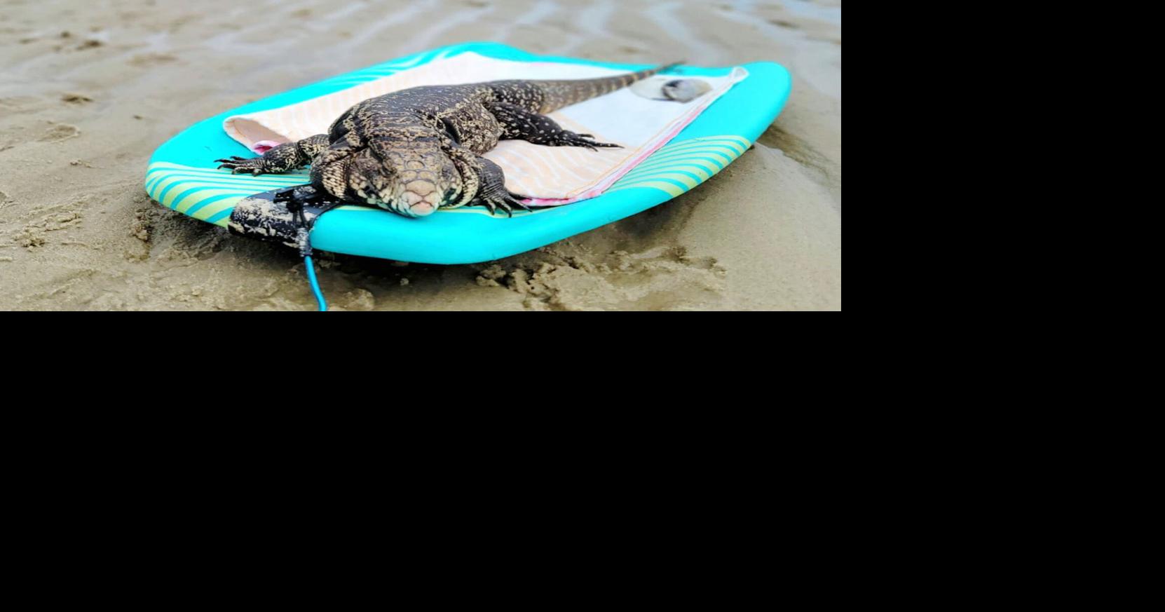 Exotic Lizard Returns Home After Being Lost For Five Nights | Sandwich ...
