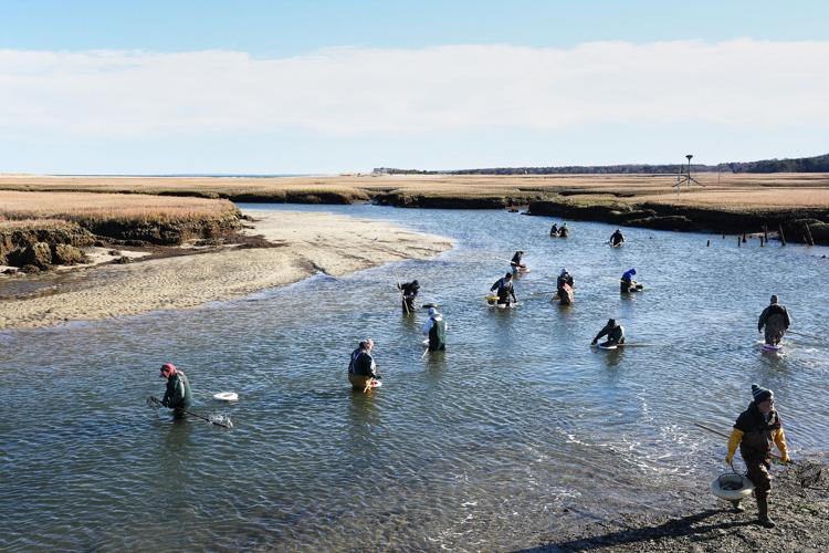 Shellfish Season Opener Brings A Crowd To Mill Creek | Sandwich News ...
