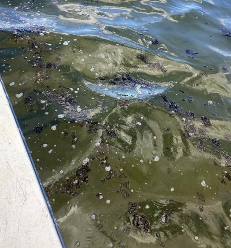 Mashpee’s Oysters Rescued From Oxygen-Starved Mashpee River | Mashpee ...
