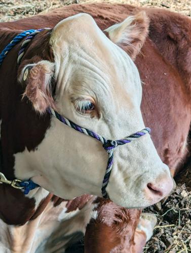PHOTOS: Barnstable County Fair, 2024 | Falmouth News | capenews.net