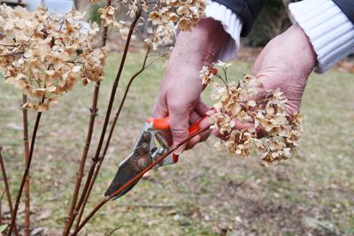 limelight hydrangea shrub pruning