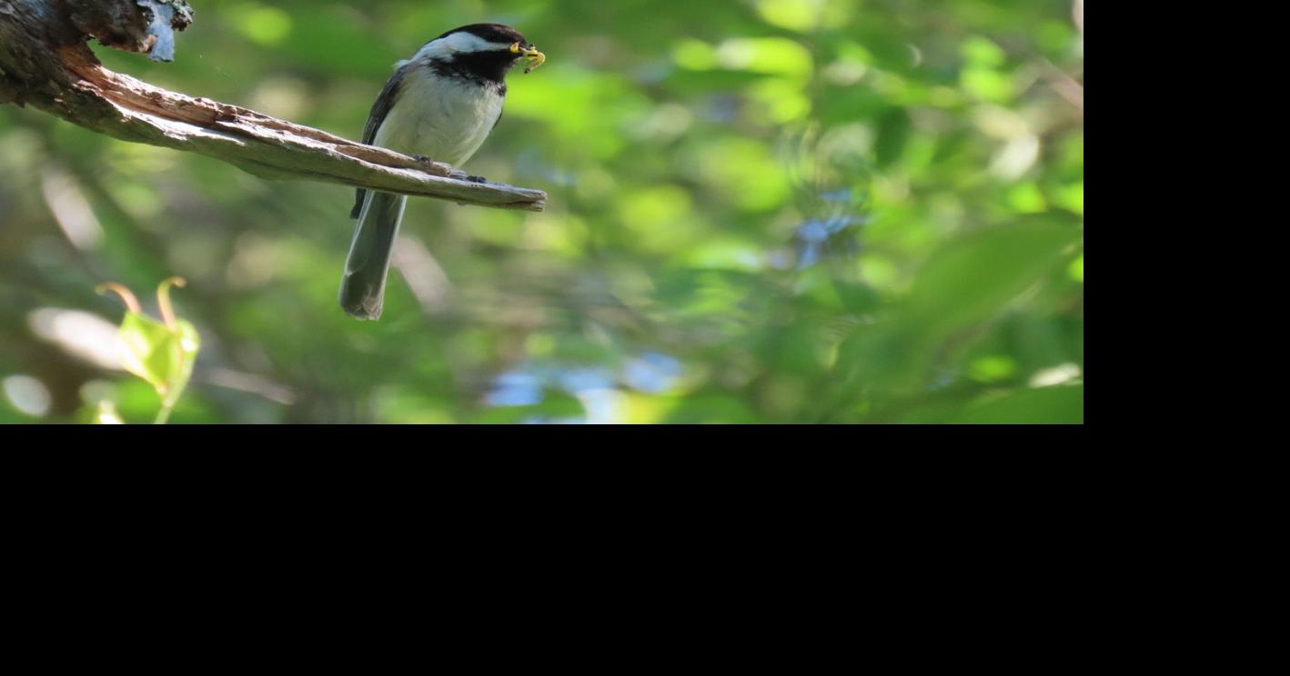 Weekly Nature Watch: Attracting Birds To Your Yard Naturally | Columns ...