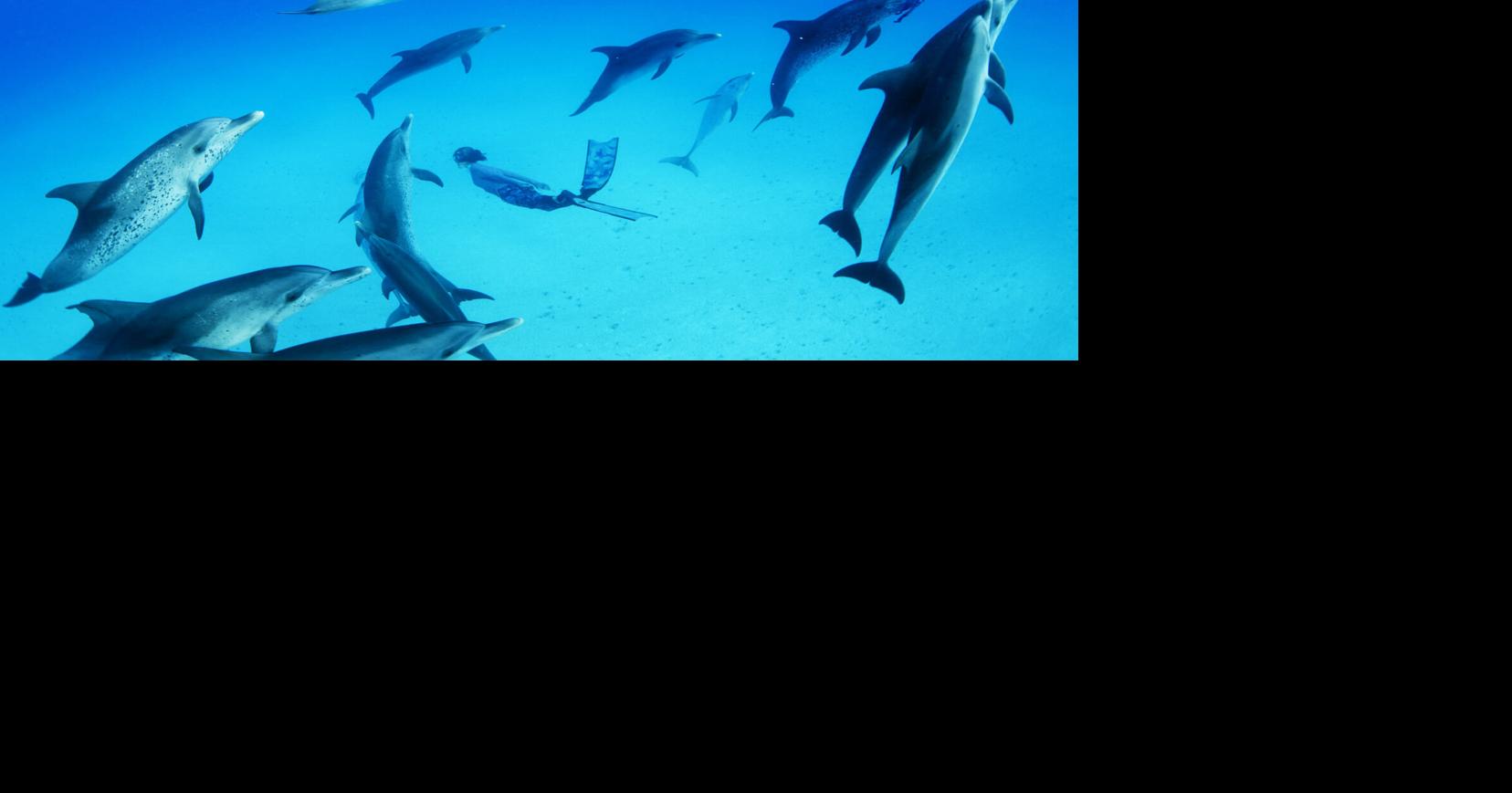 New IMAX Film About Dolphins Has Local Connections | Arts ...