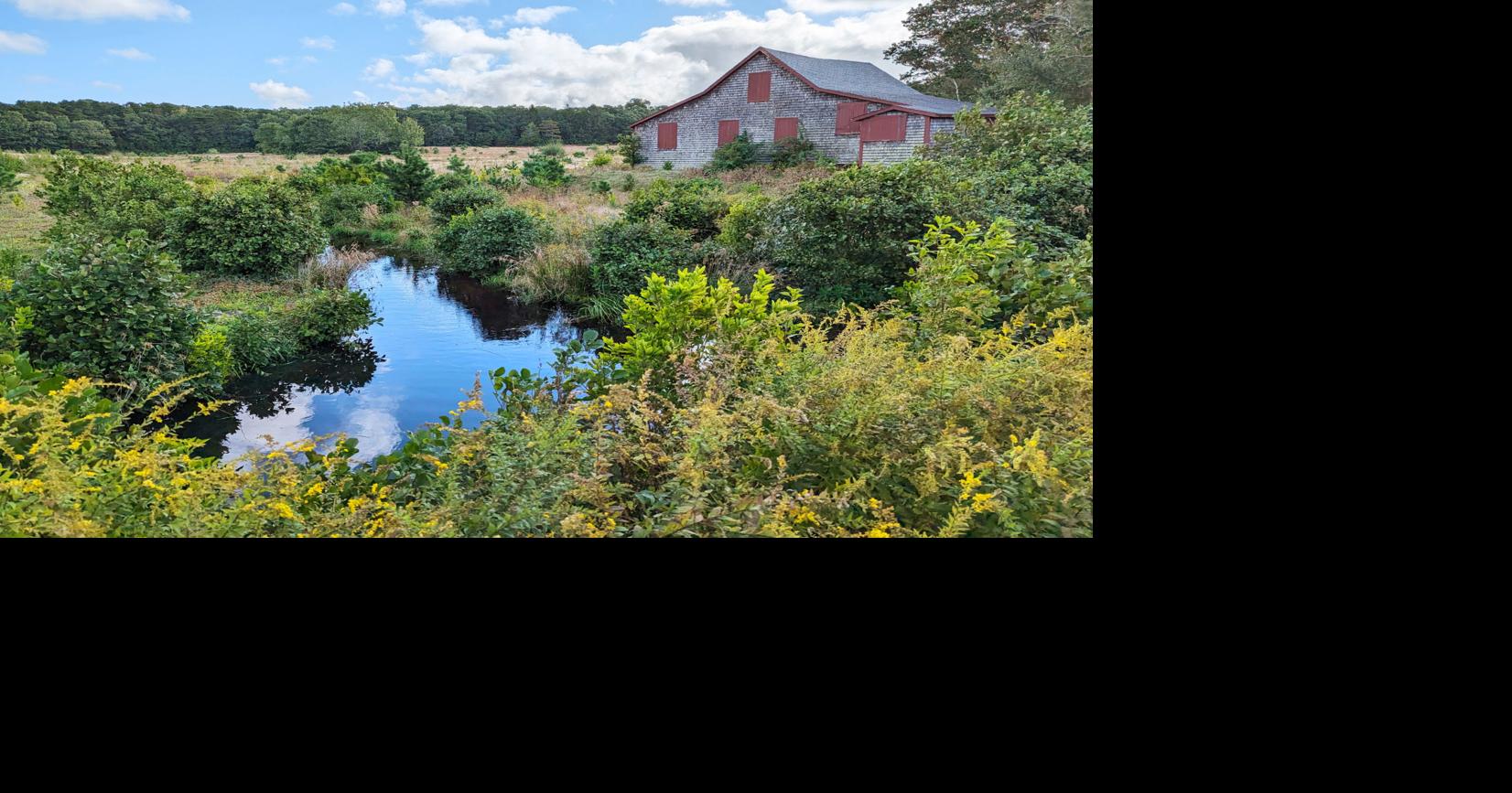Chop Chaque Bog Restoration Project To Start Construction | Mashpee ...