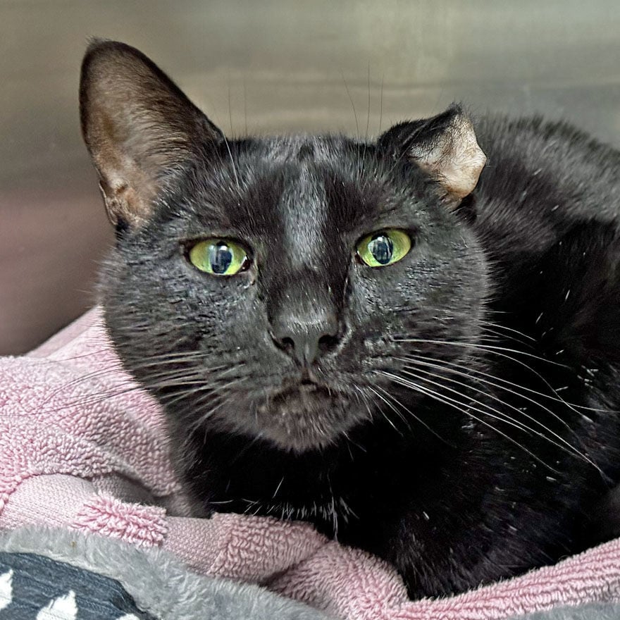 People for Cats — January 16, 2026 | Columns | capenews.net