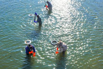 Heavy Rains Close Shellfishing Areas In Bourne, Mashpee And Falmouth ...