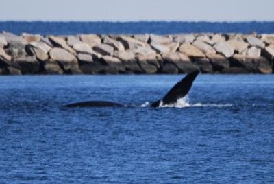 Right Whales Spotted Near Entrance To Cape Cod Canal | Bourne News ...