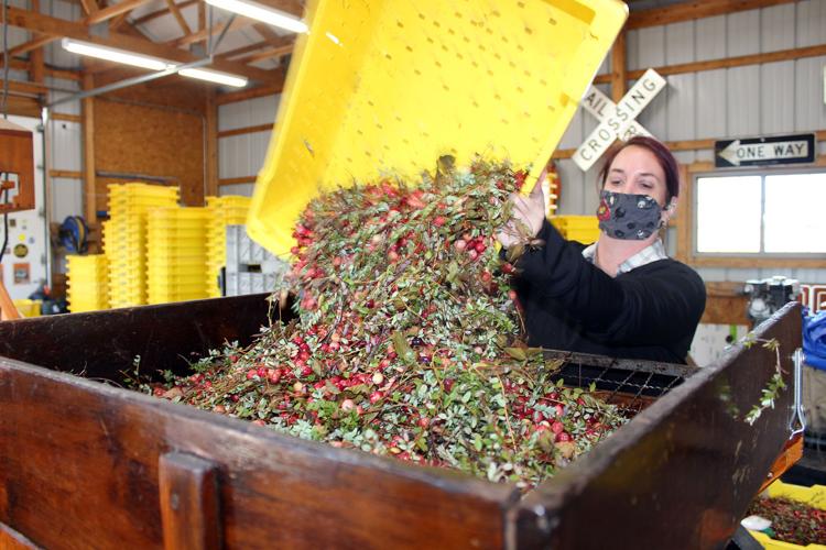 Sorting Dry Picked Cranberries Takes Time And A Sense Of Humor ...