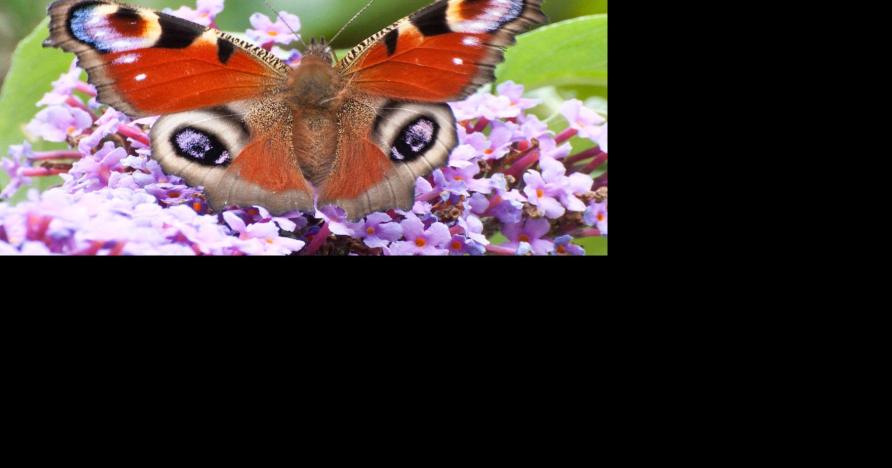 Flora And Fauna Of Wales Featured In Joys Of Nature | Arts ...