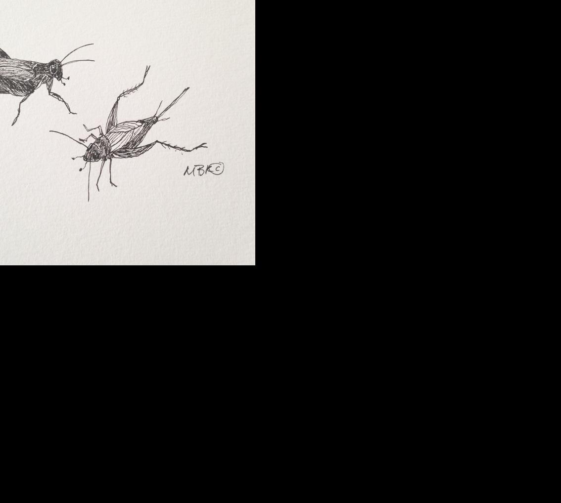 Weekly Nature Watch: Hearing Crickets | Columns | capenews.net