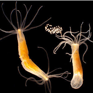 MBL Names New Whitman Center Scientific Fellows | Falmouth News ...