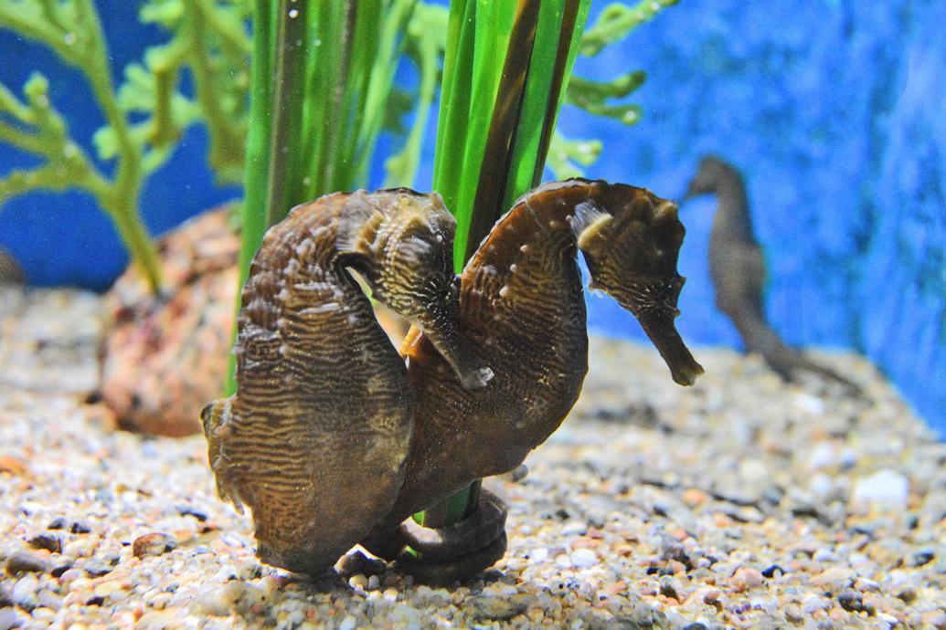 Seahorse Pair At Woods Hole Science Aquarium Is Expecting More Bundles ...